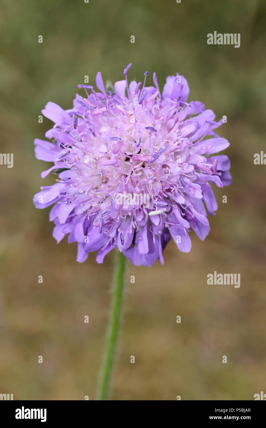 Devil's-bit scabious Succisa pratensis Stock Photo - Alamy