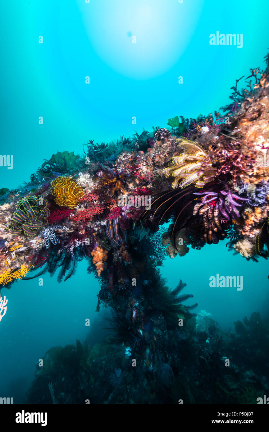 Artificial fish reef covered with a lot of colorful soft corals. Owase ...