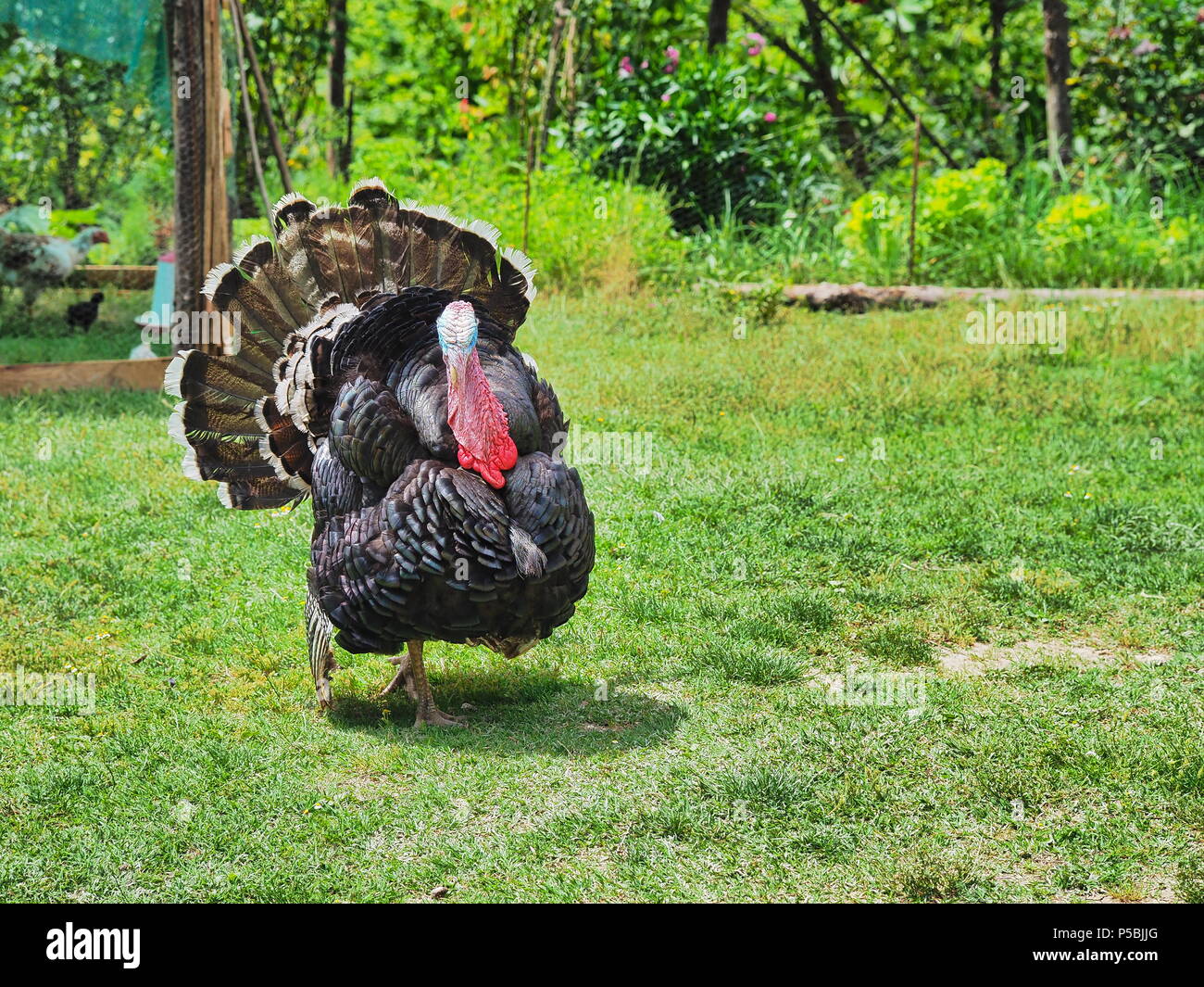 Free walking turkey from village garden. It is male turkey Stock Photo ...