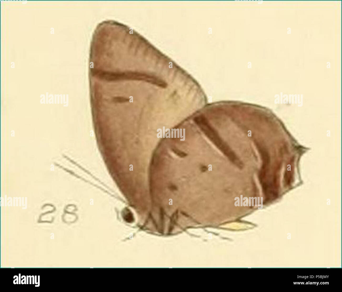 Caeca hi-res stock photography and images - Alamy