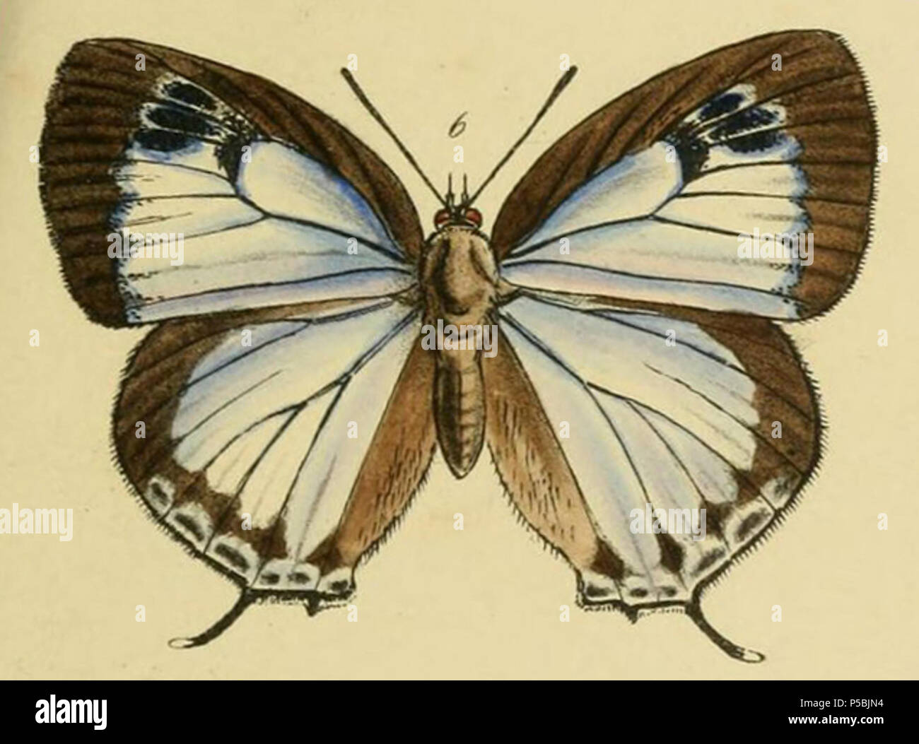 N/A. English: Arhopala camdeo, female, from original description by ...