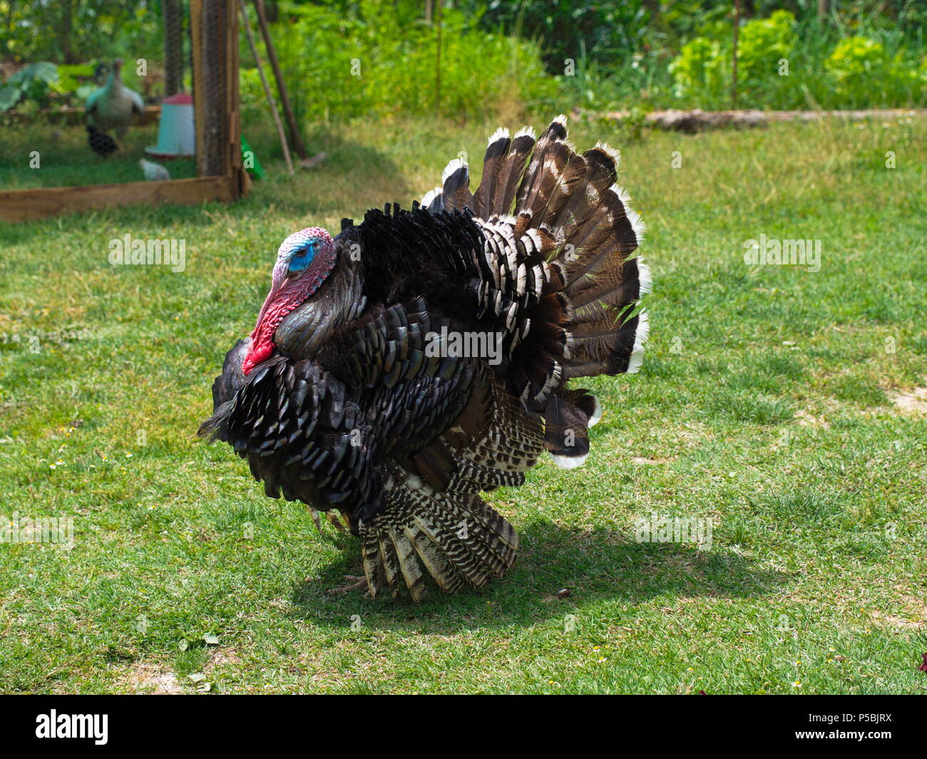 Free walking turkey from village garden. It is male turkey Stock Photo ...