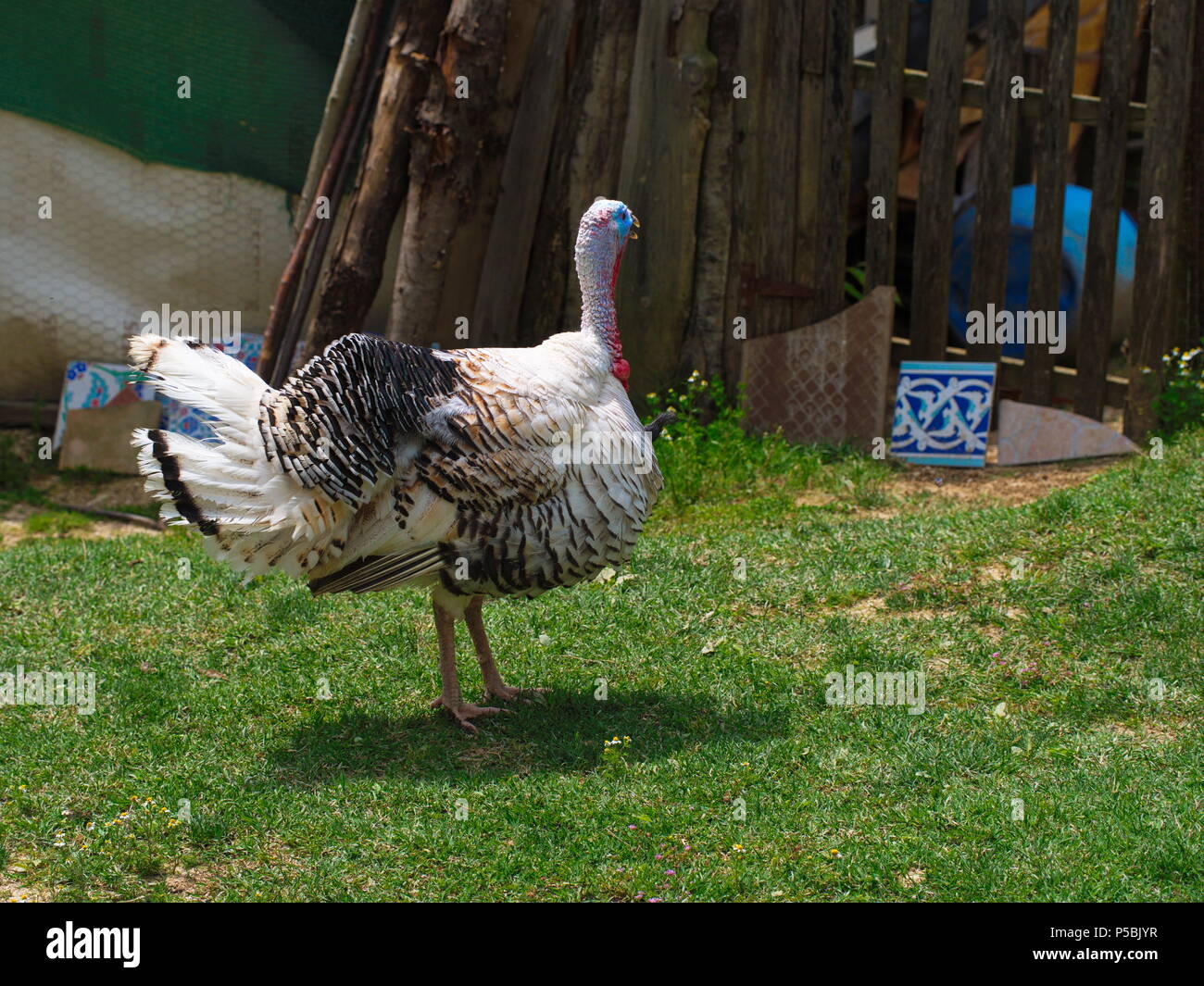 Free walking female turkey from village Stock Photo - Alamy