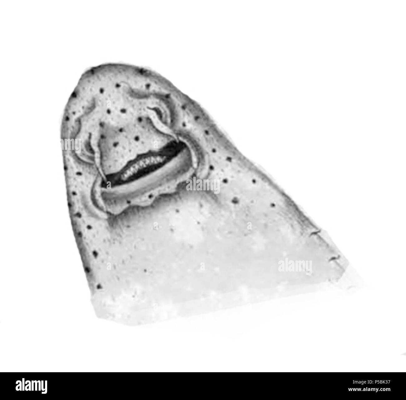 White Spotted Bamboo Shark Drawing