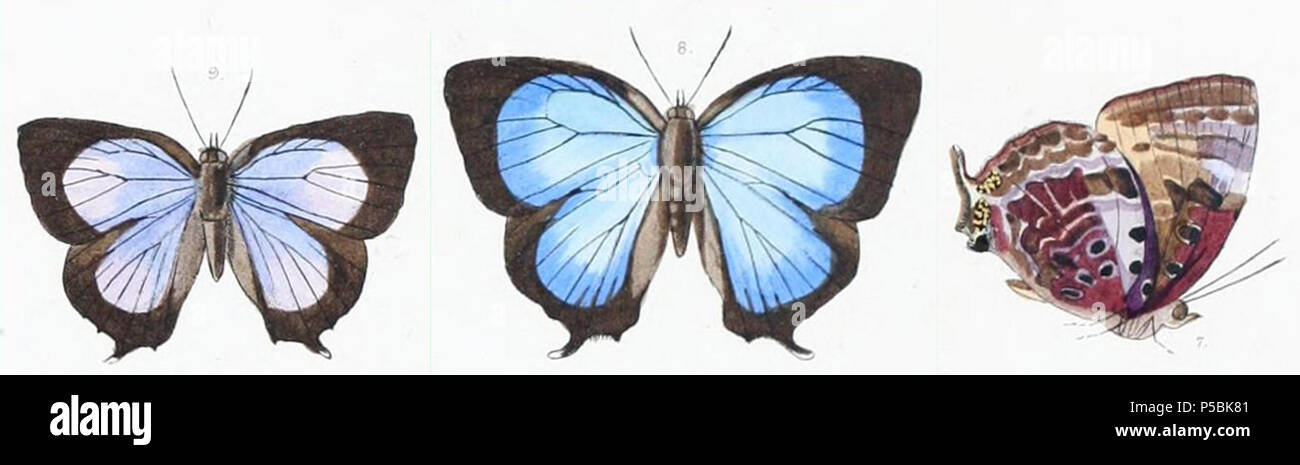 Amytis hi-res stock photography and images - Alamy