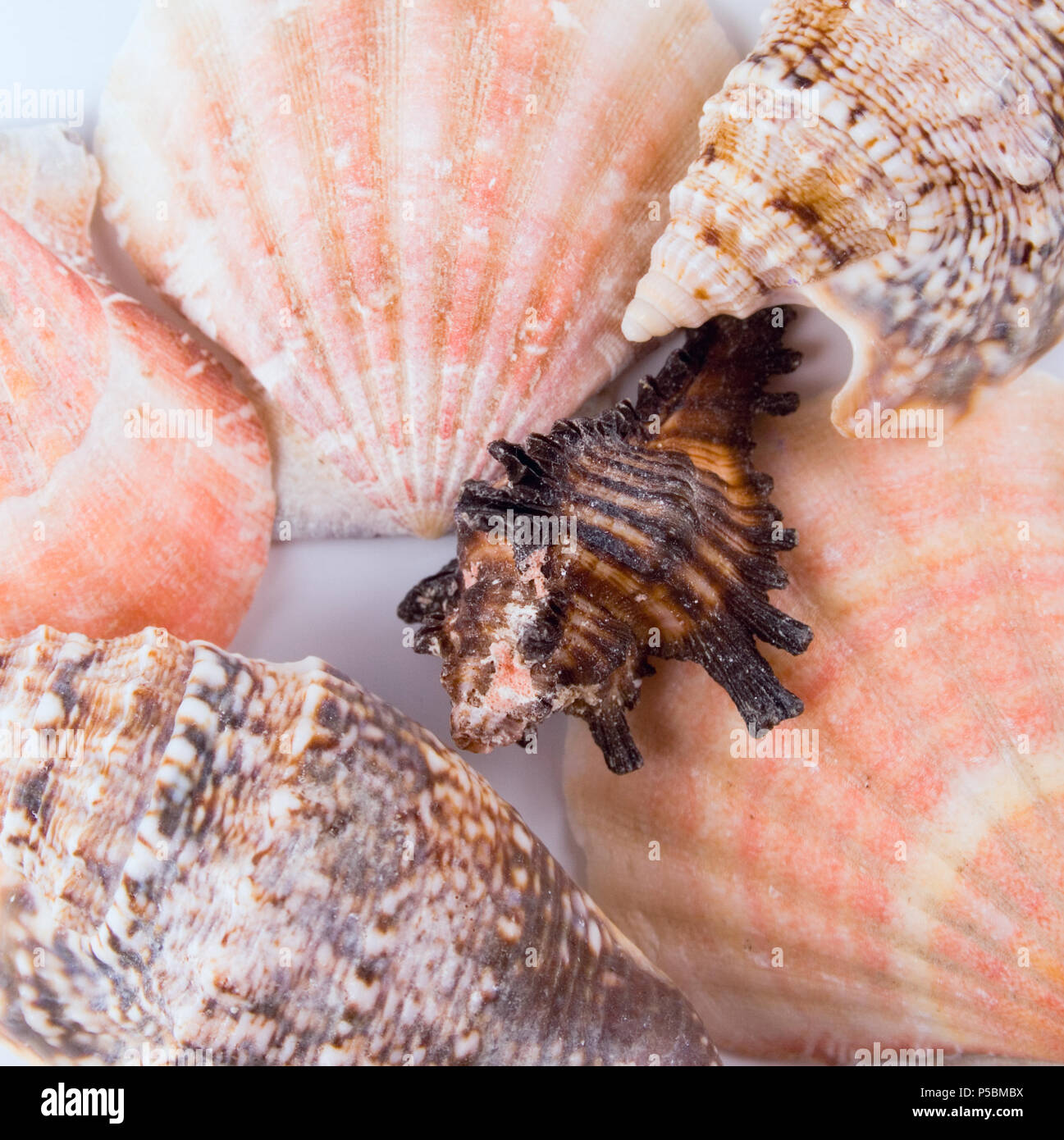 various kinds of shells background Stock Photo - Alamy