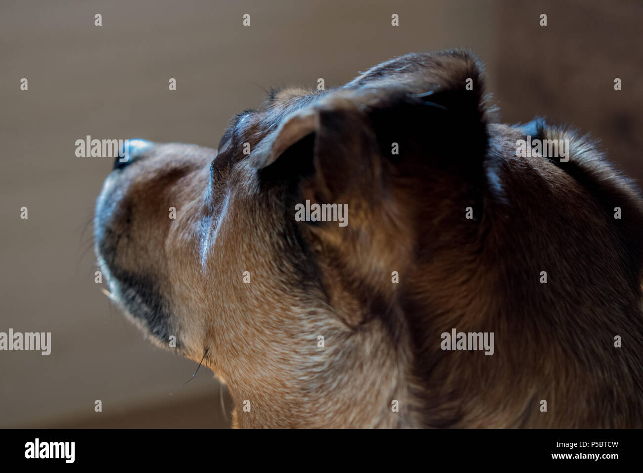 dog watching me Stock Photo - Alamy