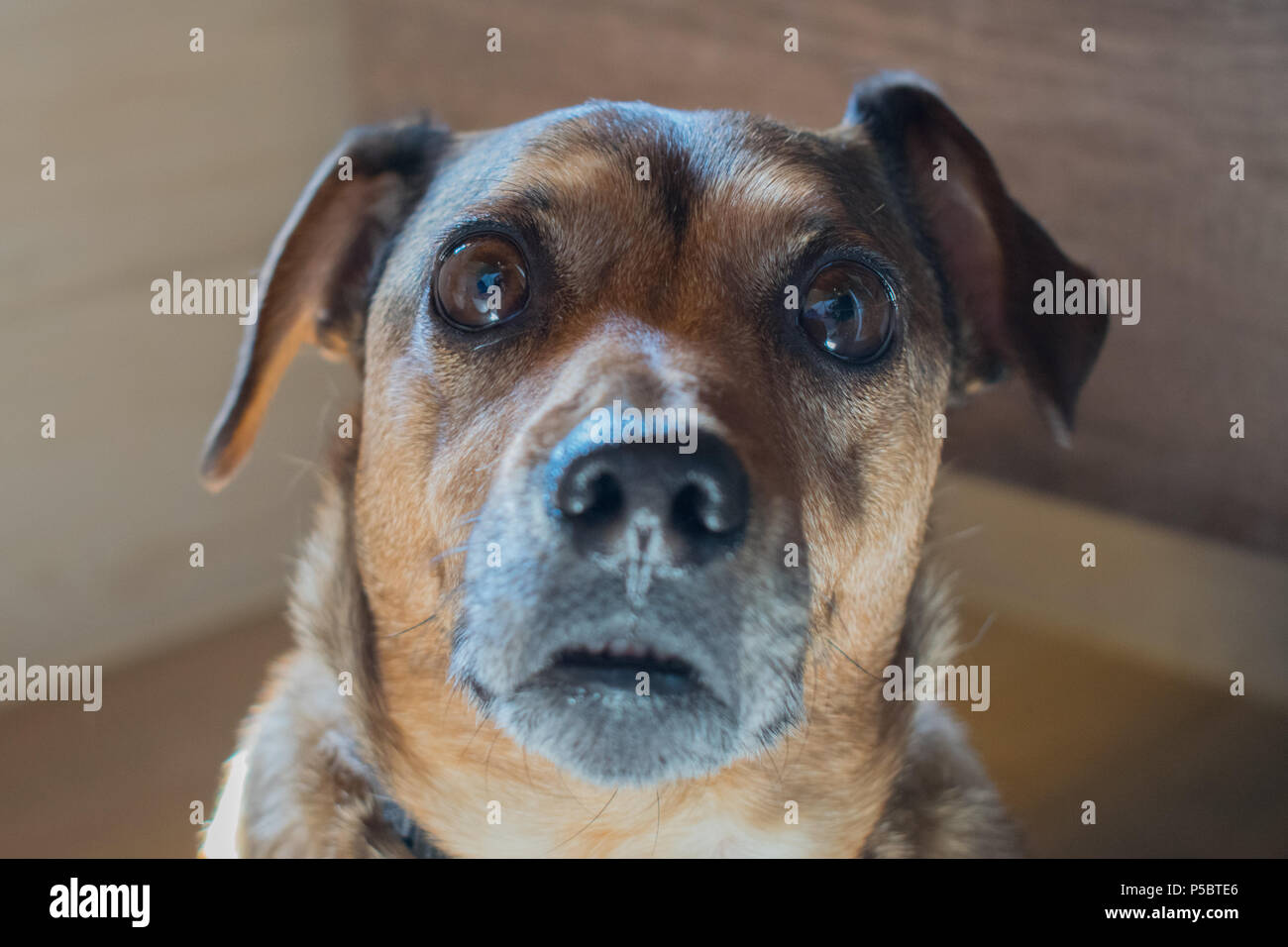 dog watching me Stock Photo - Alamy