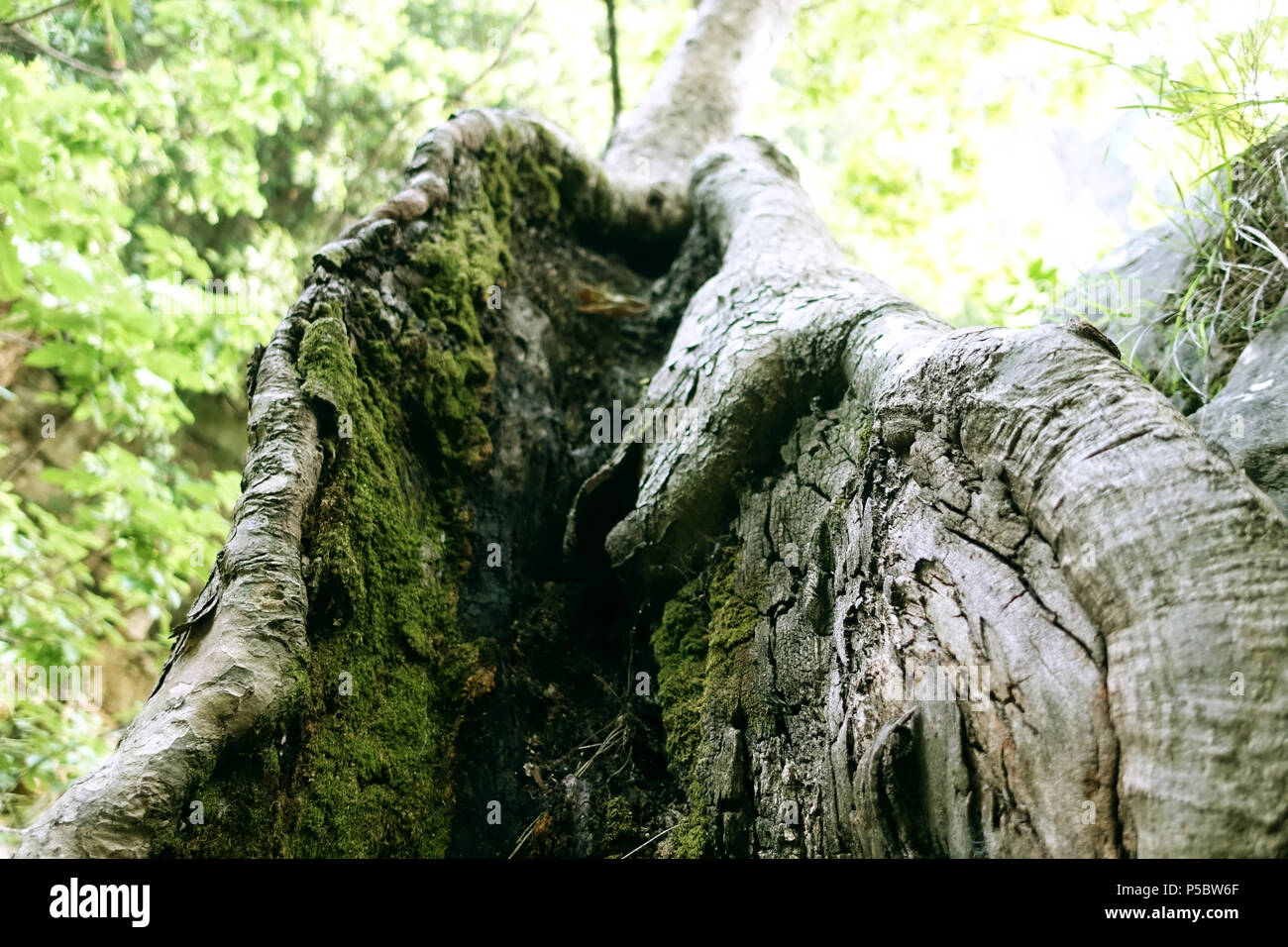Cracked tree bark bottom view hi-res stock photography and images - Alamy