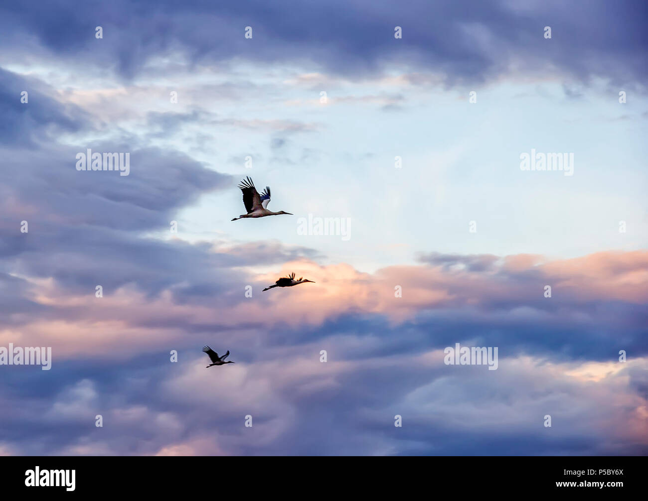 storks flying in the background of the amazing sky autumn migration of ...