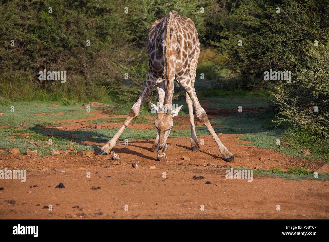 Giraffe bending legs hi-res stock photography and images - Alamy