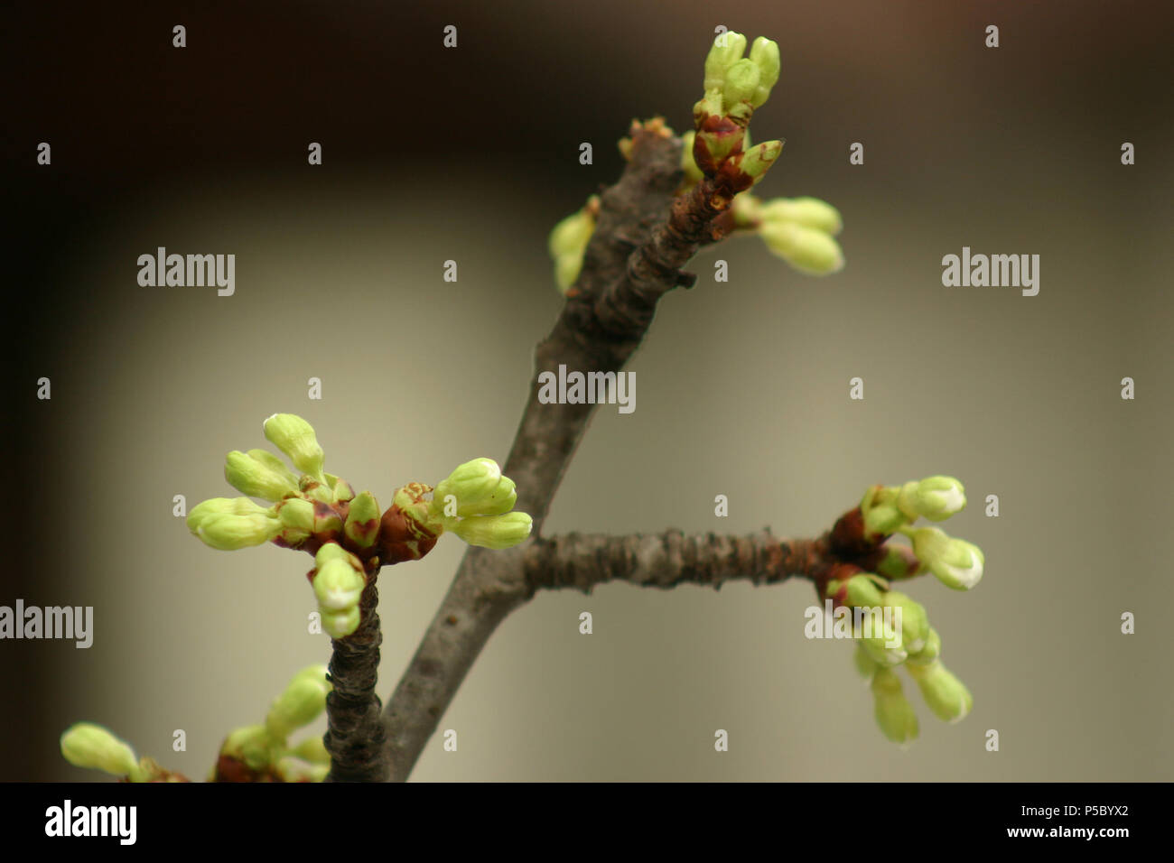 Buds on fruit trees orchard hi-res stock photography and images - Alamy