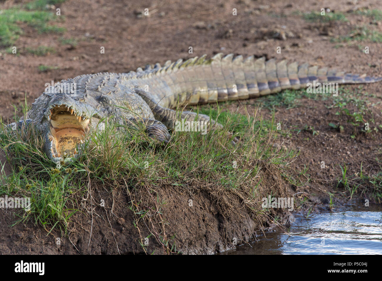 Sleeping crocodile hi-res stock photography and images - Alamy