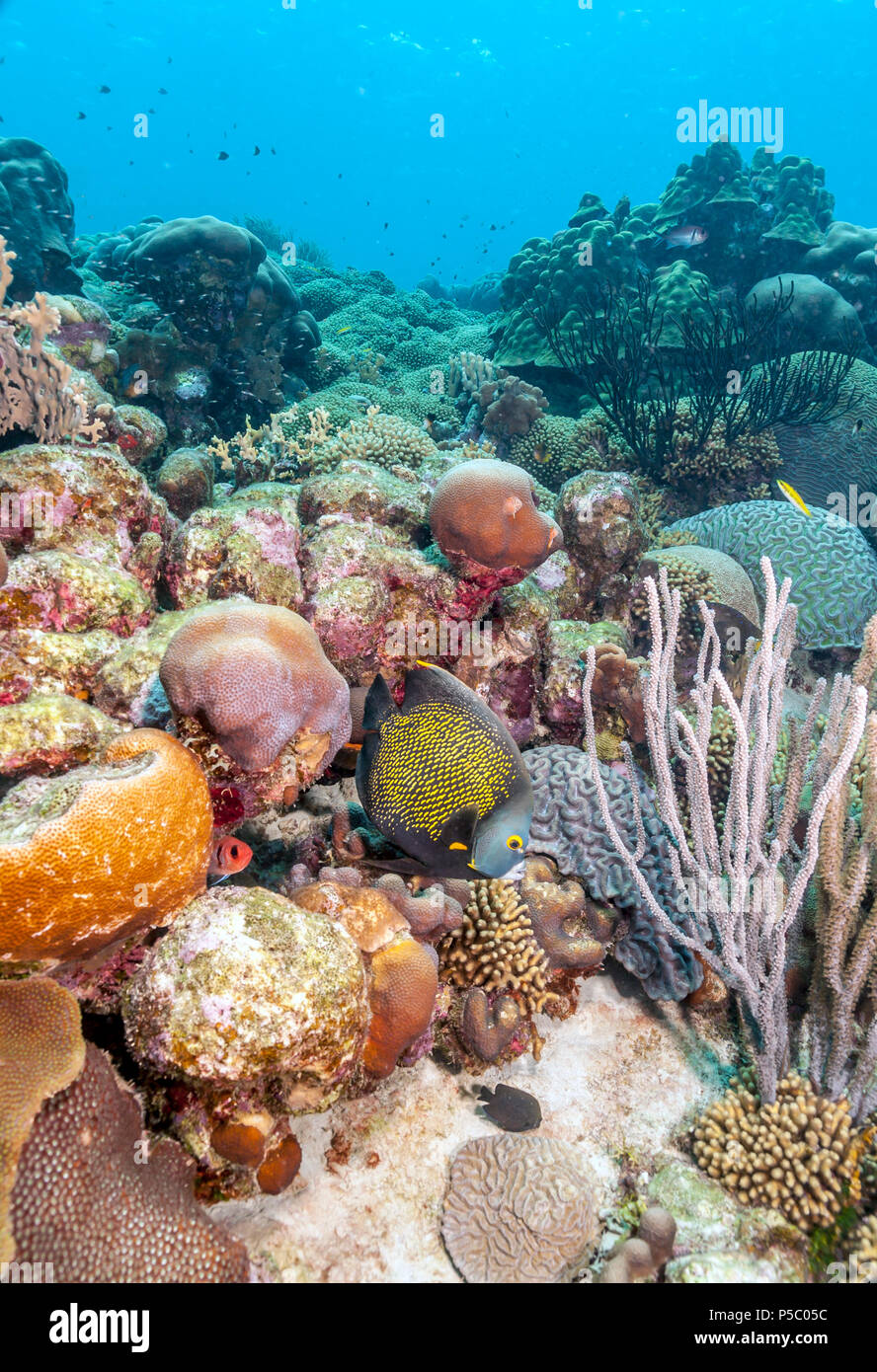French angelfish,Pomacanthus paru is a large angelfish of the family ...