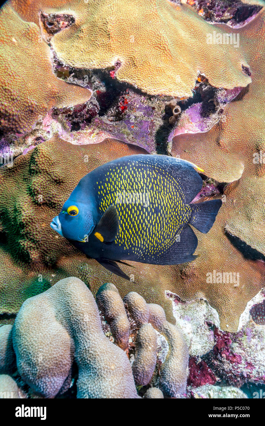 French angelfish,Pomacanthus paru is a large angelfish of the family ...