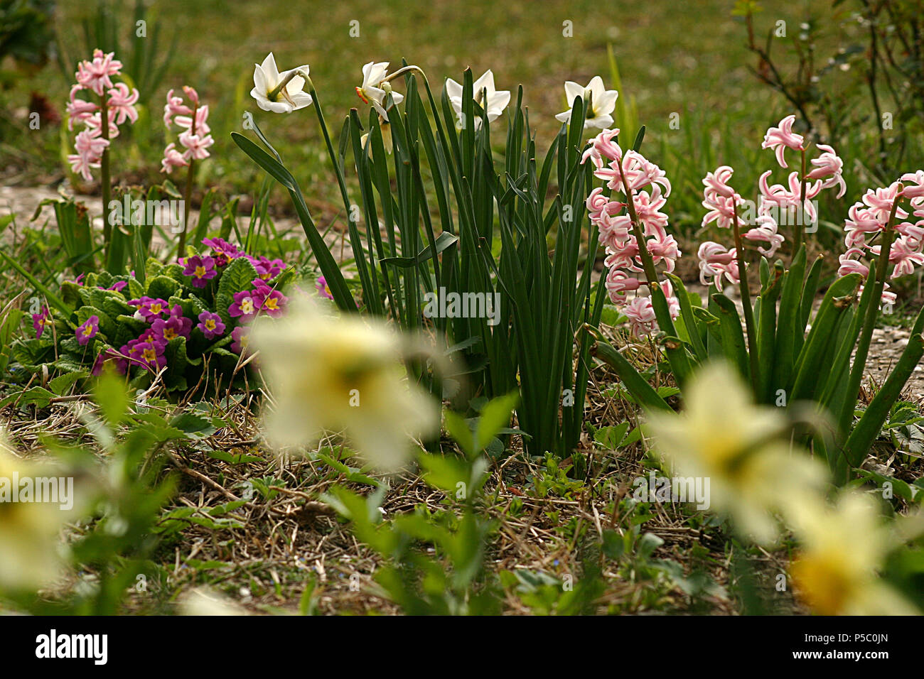 Spring flowers in the garden Stock Photo - Alamy
