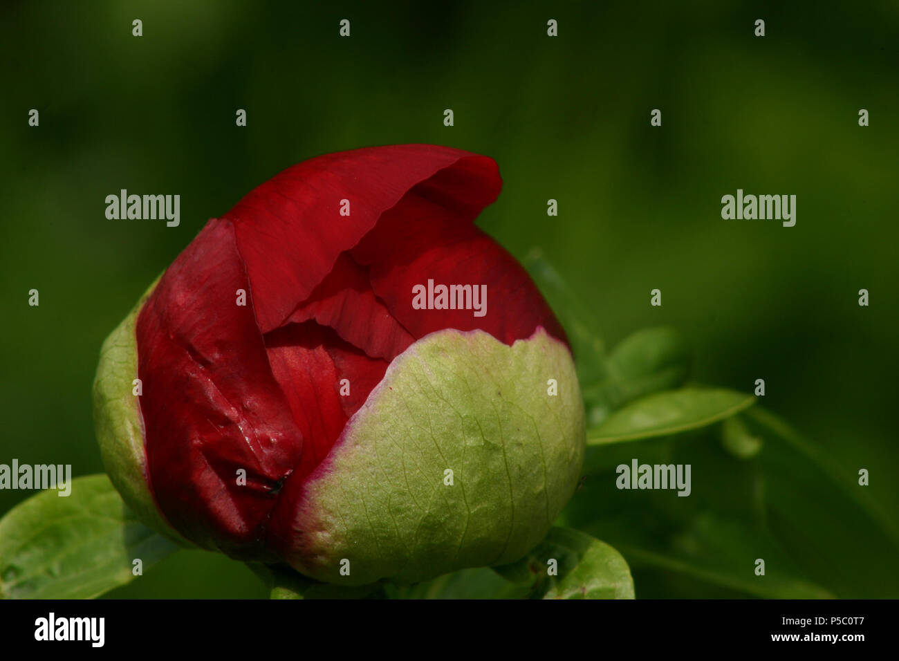 Red peony flower paeonia officinalis hi-res stock photography and ...