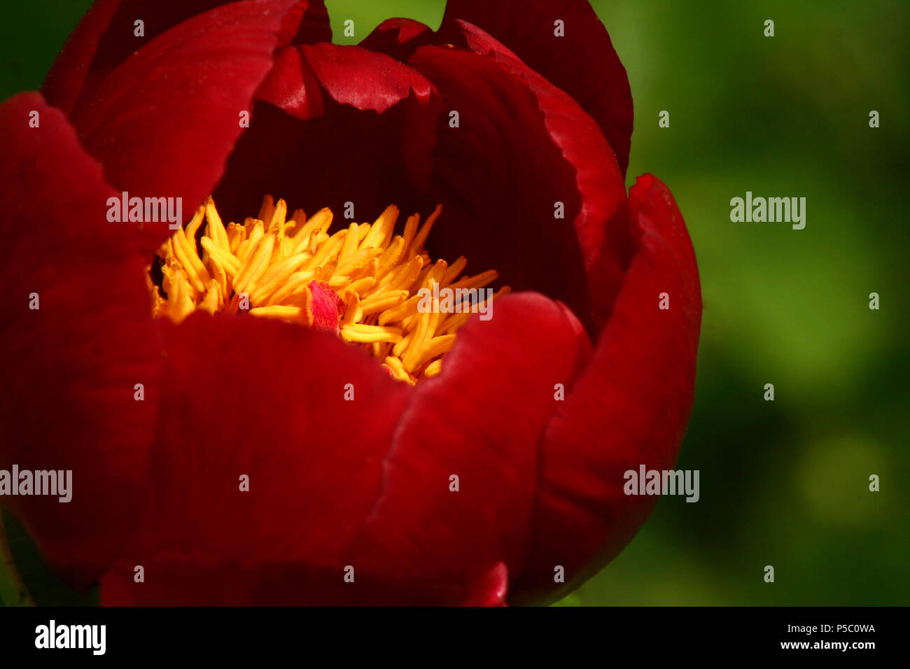 Botany peony paeonia species hi-res stock photography and images - Alamy