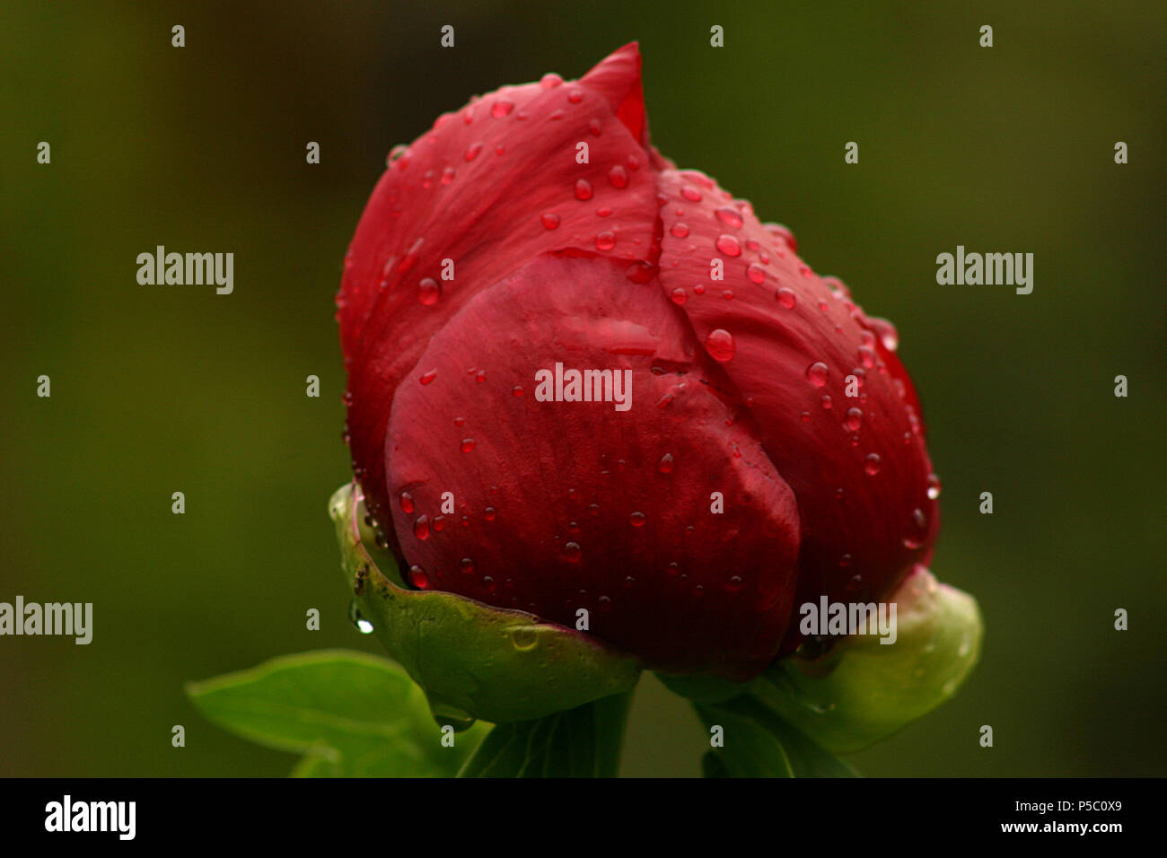 Red peony flower paeonia officinalis hi-res stock photography and ...