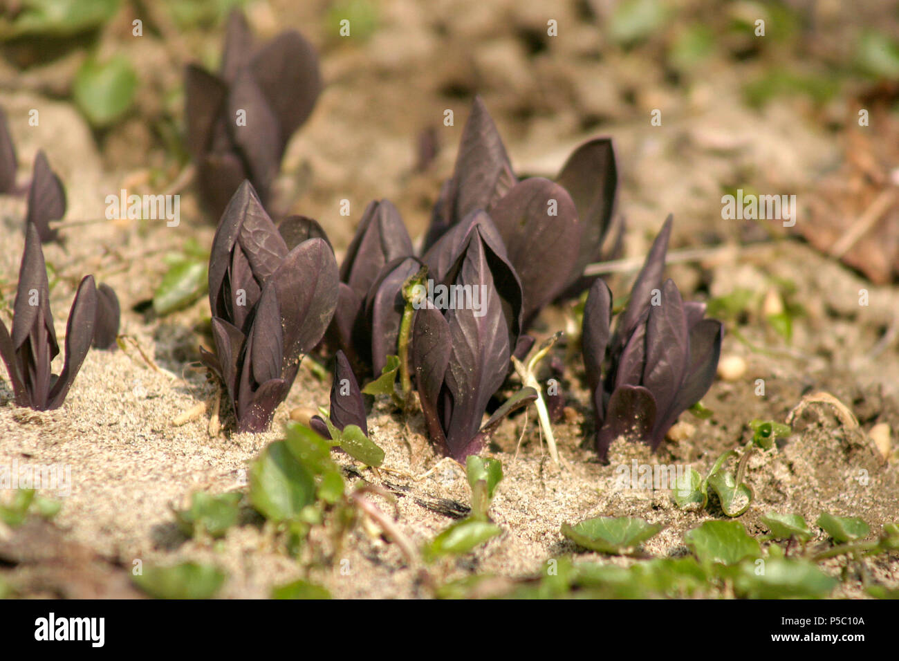 Early spring plants emerging from sandy soil. Virginia bluebells in ...