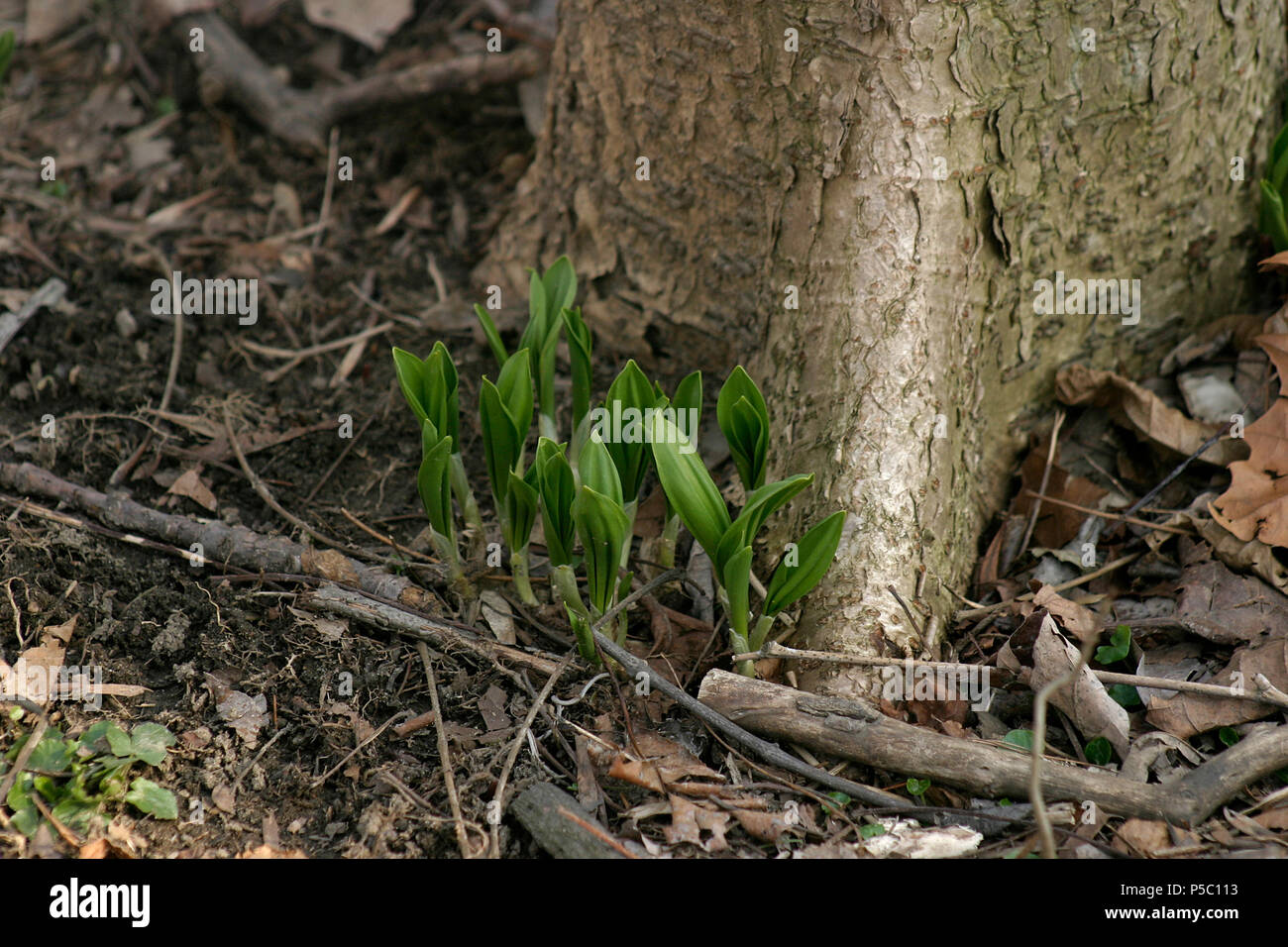 Early spring plants emerging from the ground Stock Photo - Alamy