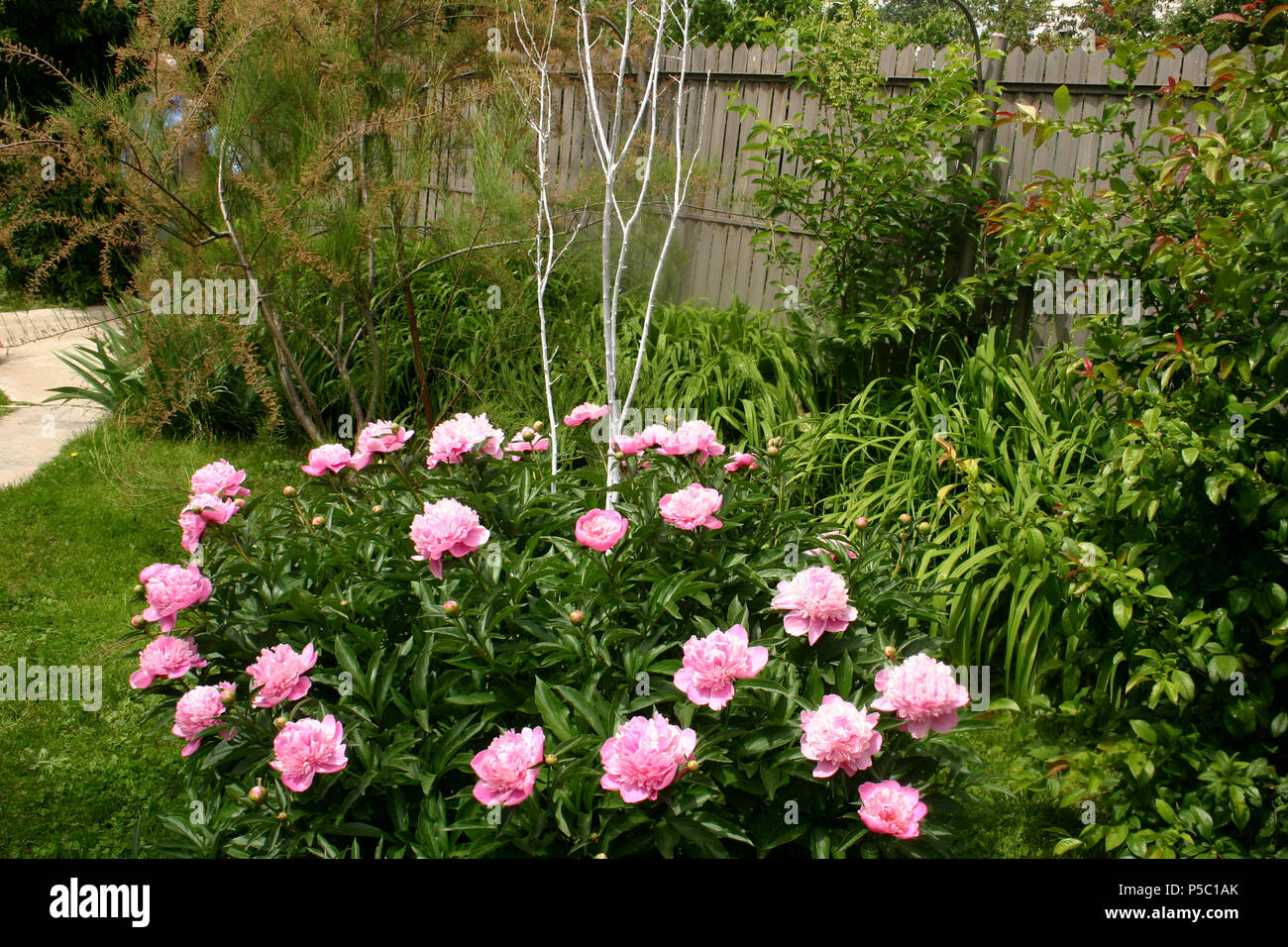 Pink peonies in garden Stock Photo - Alamy