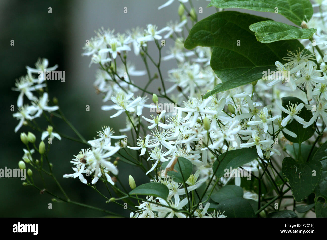 Clematis Virginiana (Sweet autumn Clematis) in bloom Stock Photo - Alamy