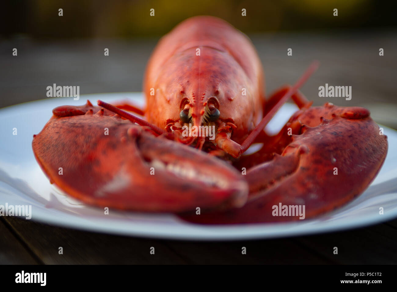 Steamed plain lobster Stock Photo - Alamy