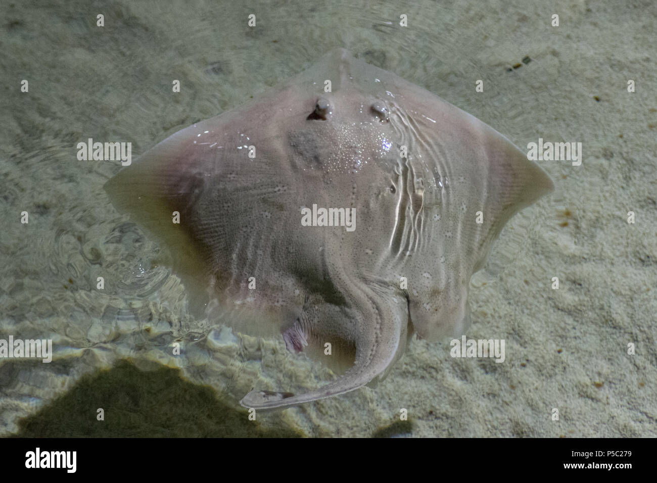 ray fish in aquarium Stock Photo - Alamy
