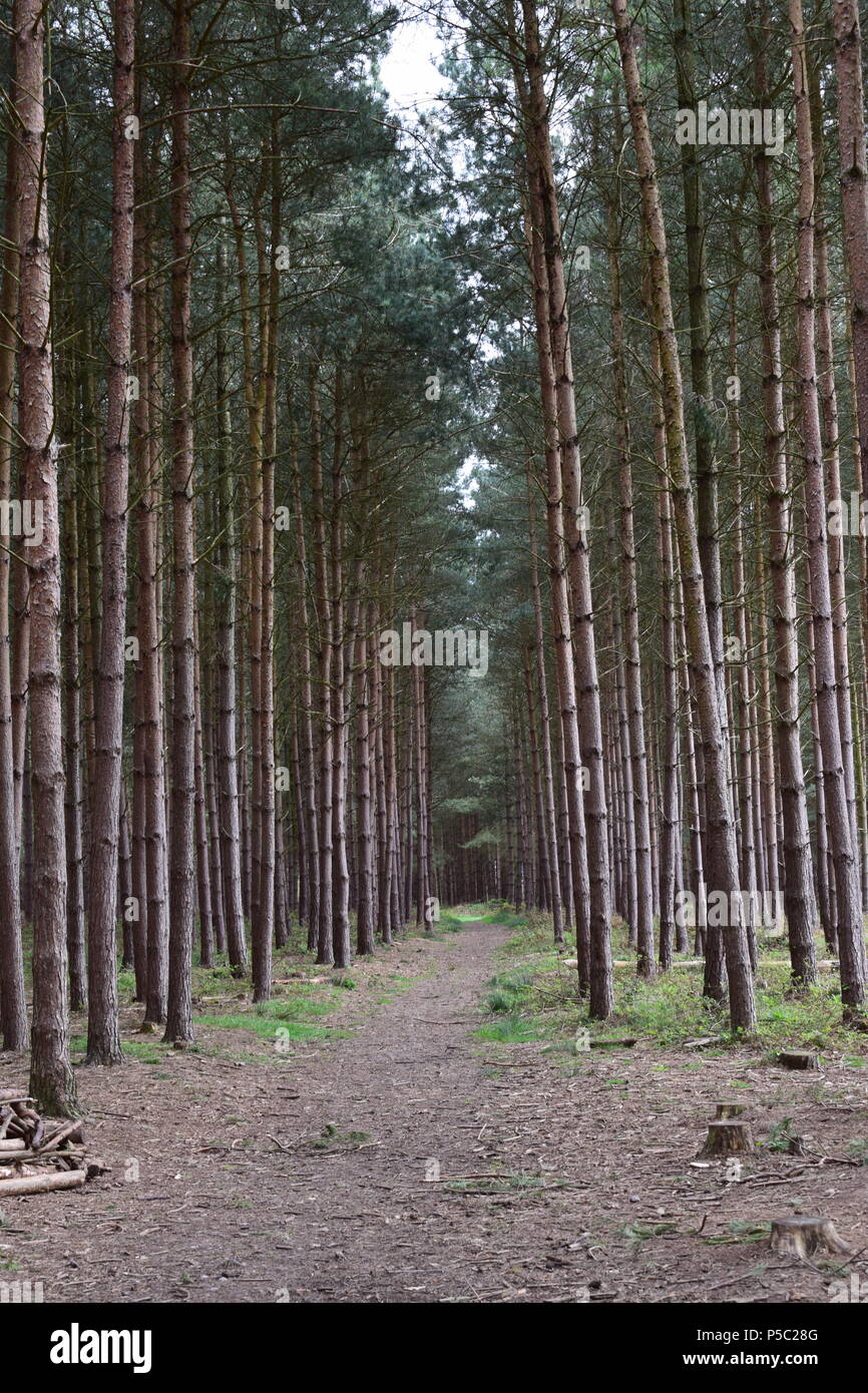 Cannock chase wildlife hi-res stock photography and images - Alamy