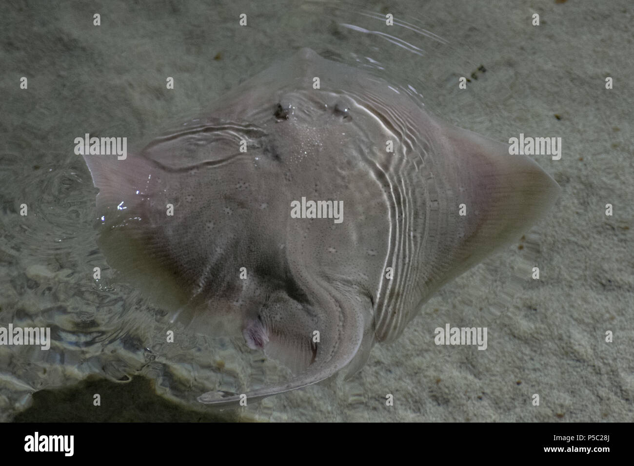 Devil ray shark hi-res stock photography and images - Alamy