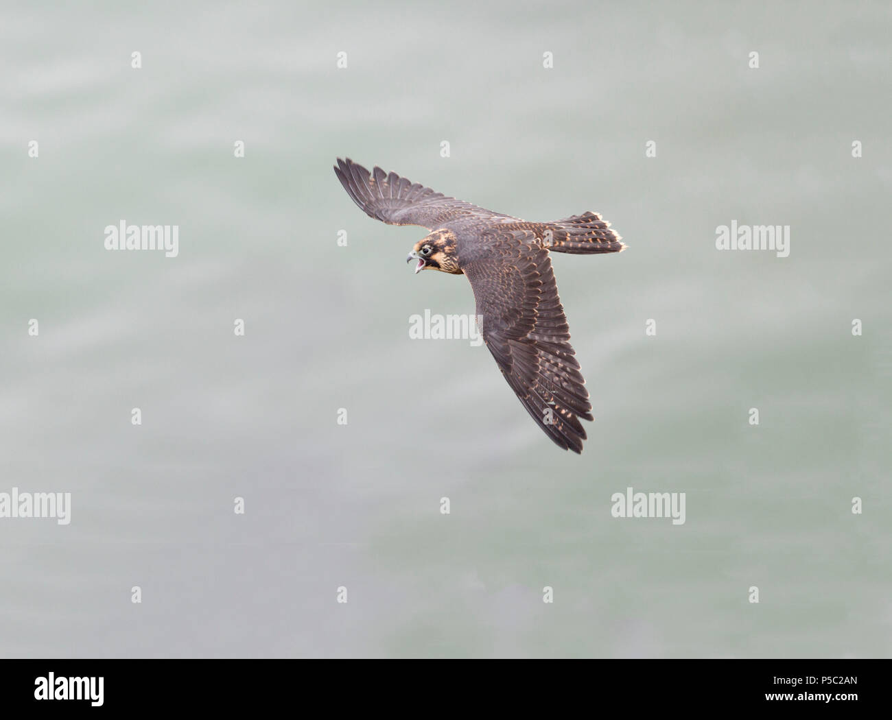 Peregrine falcon calling in flight hi-res stock photography and images ...