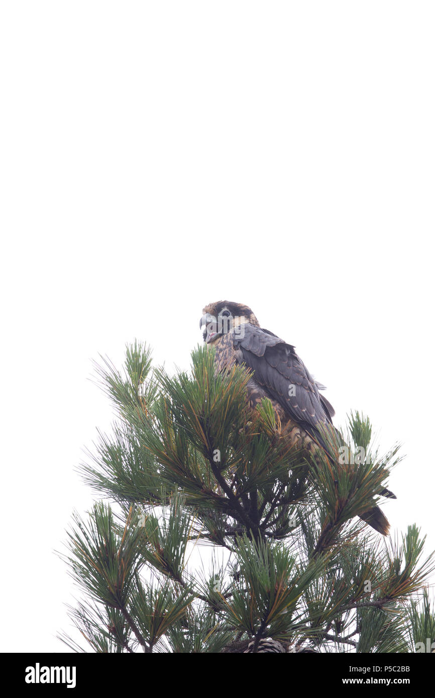 Peregrine falcon in tree hi-res stock photography and images - Alamy