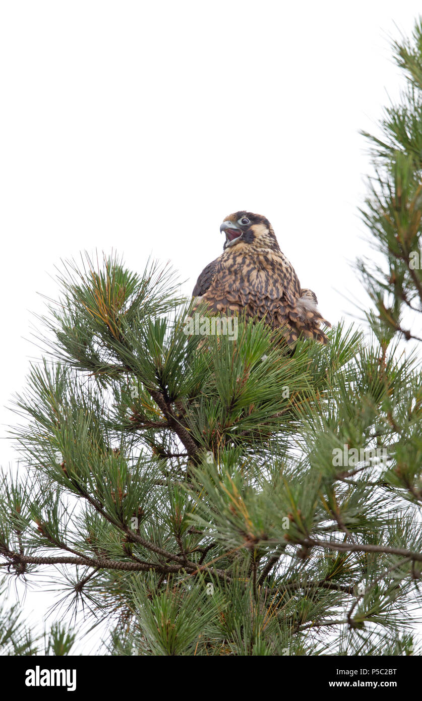 Falcon in pine tree hi-res stock photography and images - Alamy