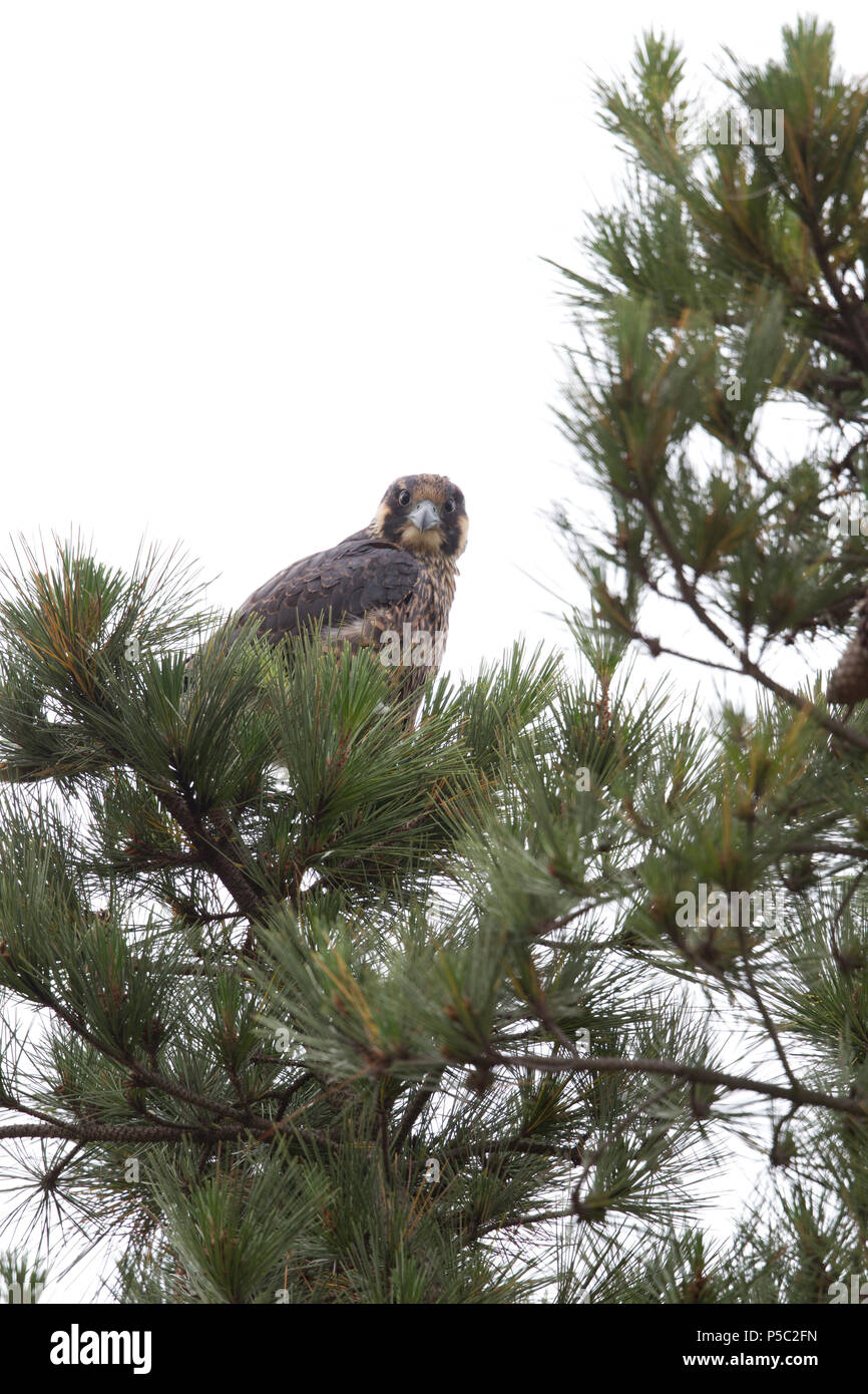 Peregrine falcon juvenile perched in a pine tree hi-res stock ...
