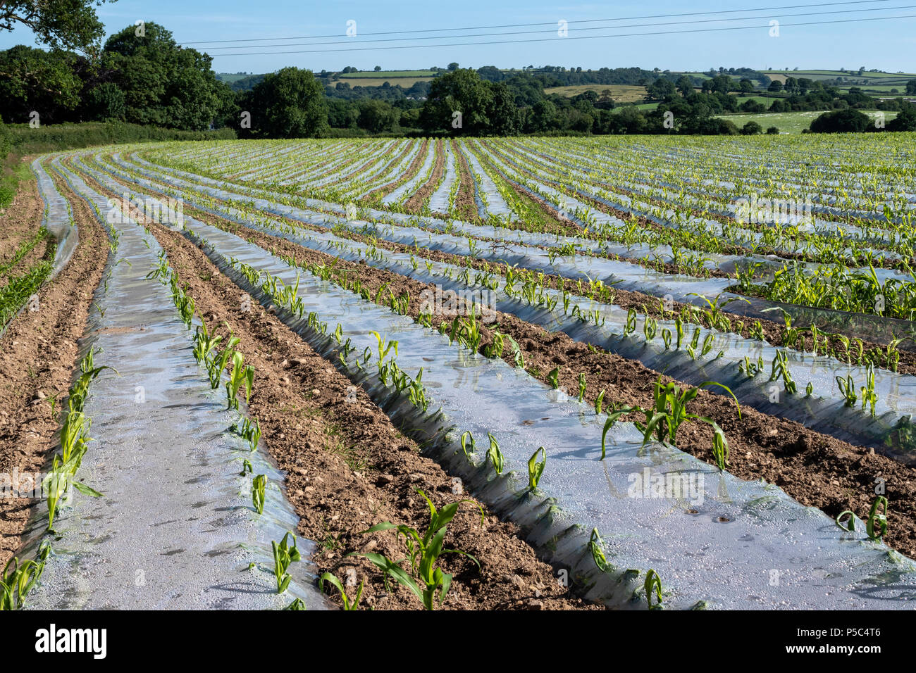 Maize being grown under biodegradable plastic for use as animal feed ...