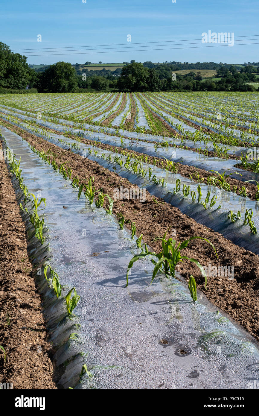Animal feed maize hi-res stock photography and images - Alamy