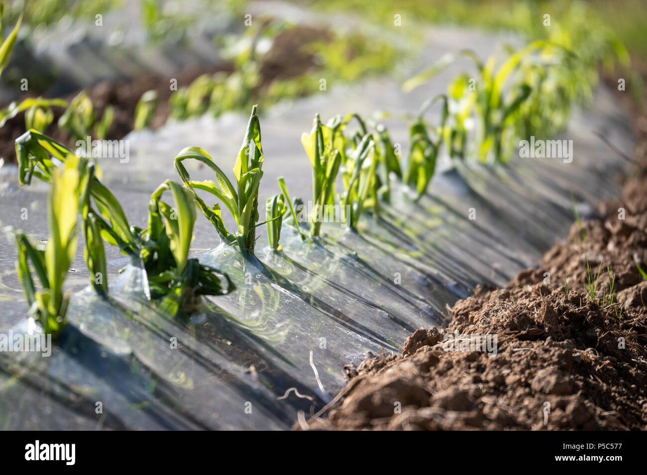 Maize being grown under biodegradable plastic for use as animal feed ...