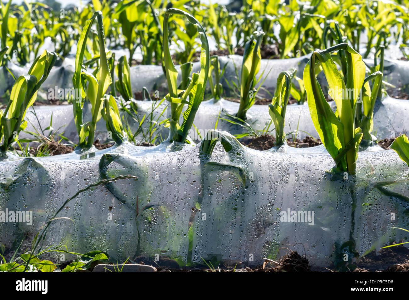 Maize being grown under biodegradable plastic for use as animal feed ...