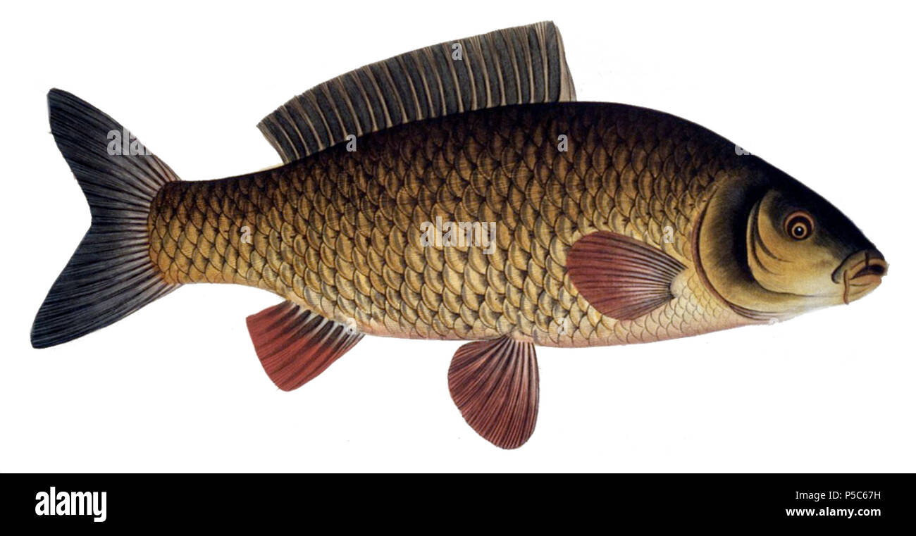 N/A. Cyprinus carpio . between 1795 and 1797. Unknown 396 Cyprinus ...