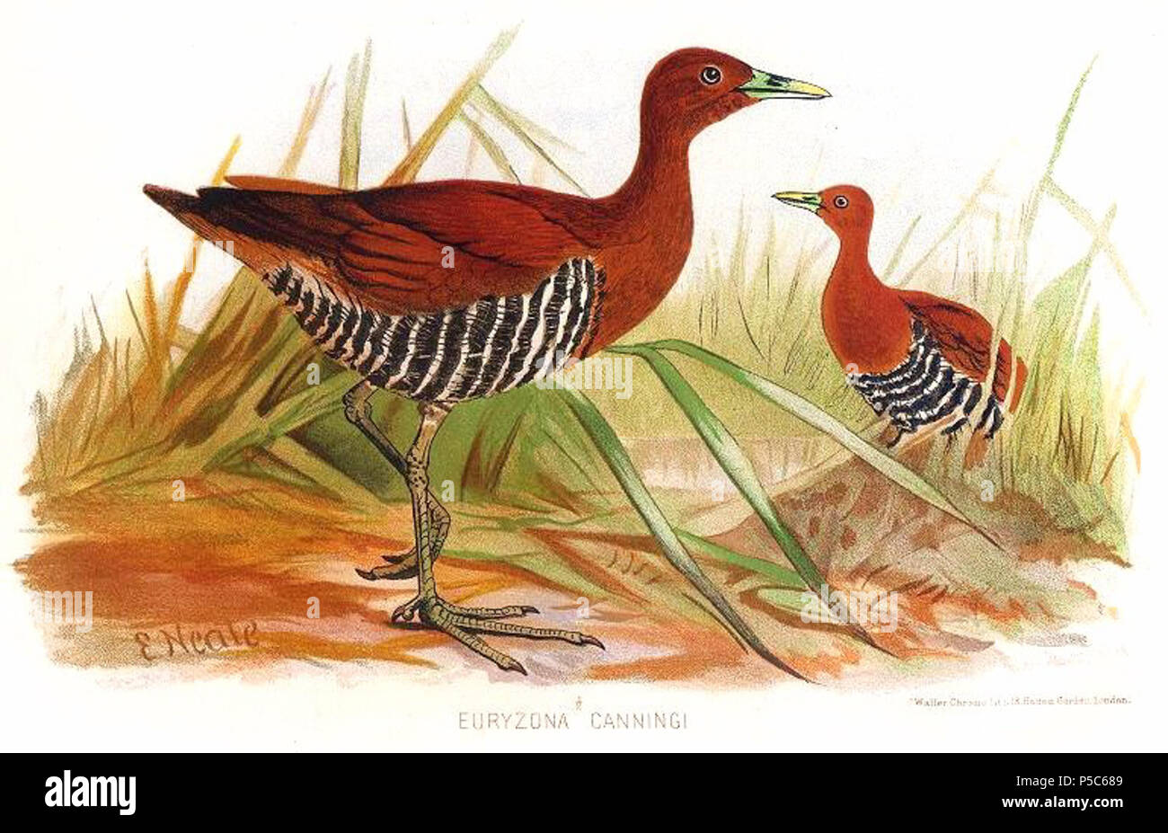 Edward neale hi-res stock photography and images - Alamy