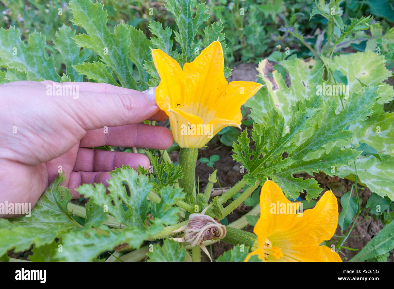 Zucchini with male flower hi-res stock photography and images - Alamy