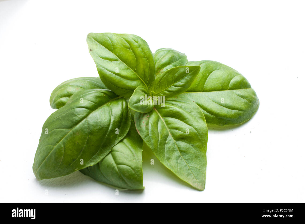 Fresh italian basil isolated on white background Stock Photo - Alamy