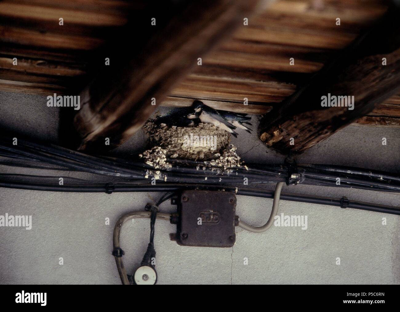 Golondrinas en un nido hi-res stock photography and images - Alamy