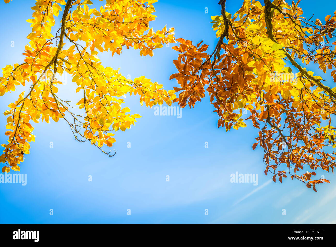 Vibrant fall foliage Stock Photo - Alamy