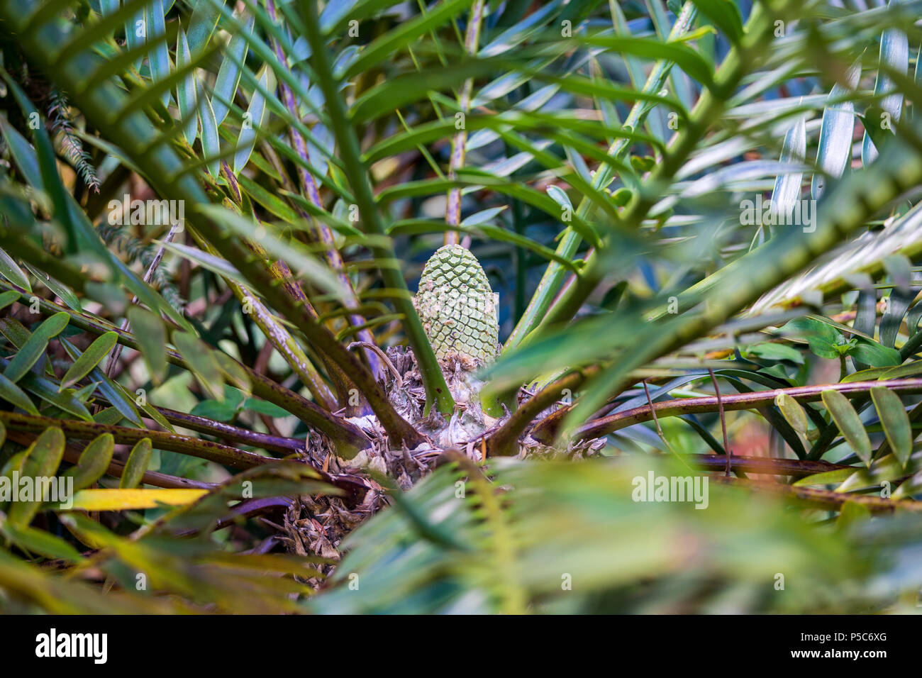 Barren fruit trees hi-res stock photography and images - Alamy
