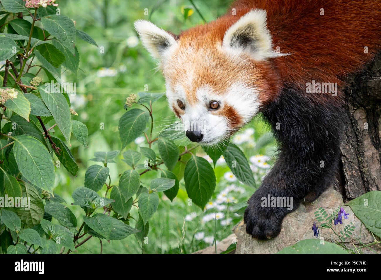 Red panda (Ailurus fulgens) on the tree. Cute panda bear in forest ...