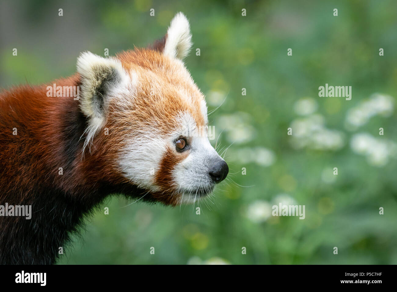 Red panda (Ailurus fulgens) on the tree. Cute panda bear in forest ...