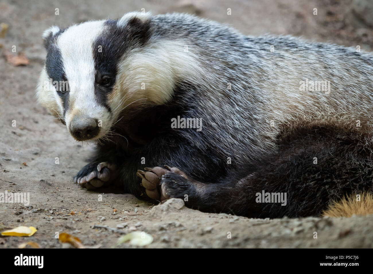 Badger near of the hole. European badger (Meles meles Stock Photo - Alamy