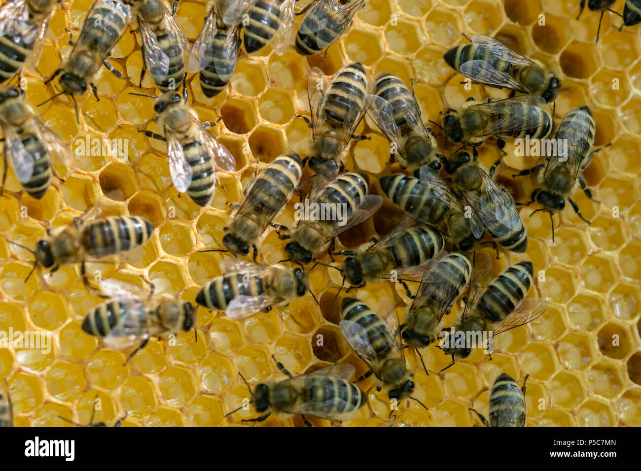 Honeycomb full of bees. Beekeeping concept. Bees in honeycomb Stock ...